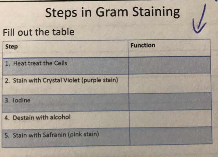 Solved Steps in Gram Staining Fill out the table Step 1. | Chegg.com