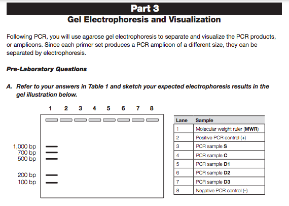 Solved Table 1. Predicted Results of Multiplex PCR. Part 3 | Chegg.com
