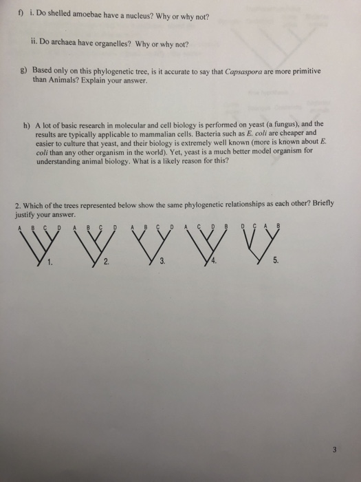 Solved 1. Consider the phylogenetic tree shown below. Nodes | Chegg.com