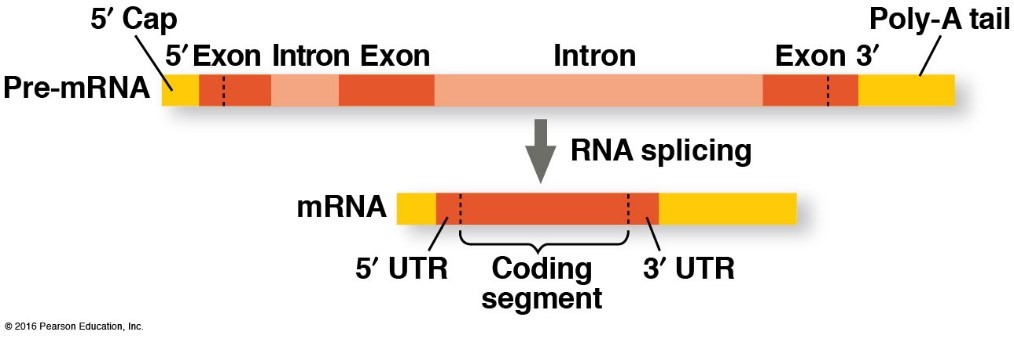 Solved: The Figure Above Is A Pre-mRNA Strand That Has Not... | Chegg.com