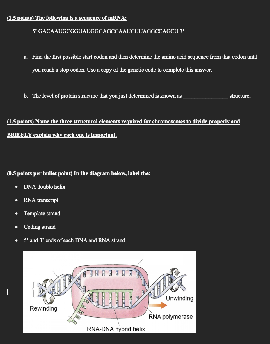 Solved (1.5 ﻿points) ﻿The following is a sequence of mRNA: | Chegg.com