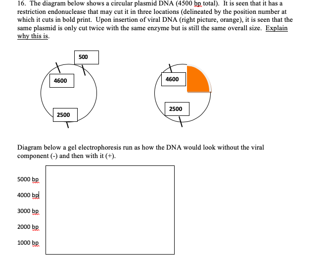 Solved 16. The diagram below shows a circular plasmid DNA | Chegg.com