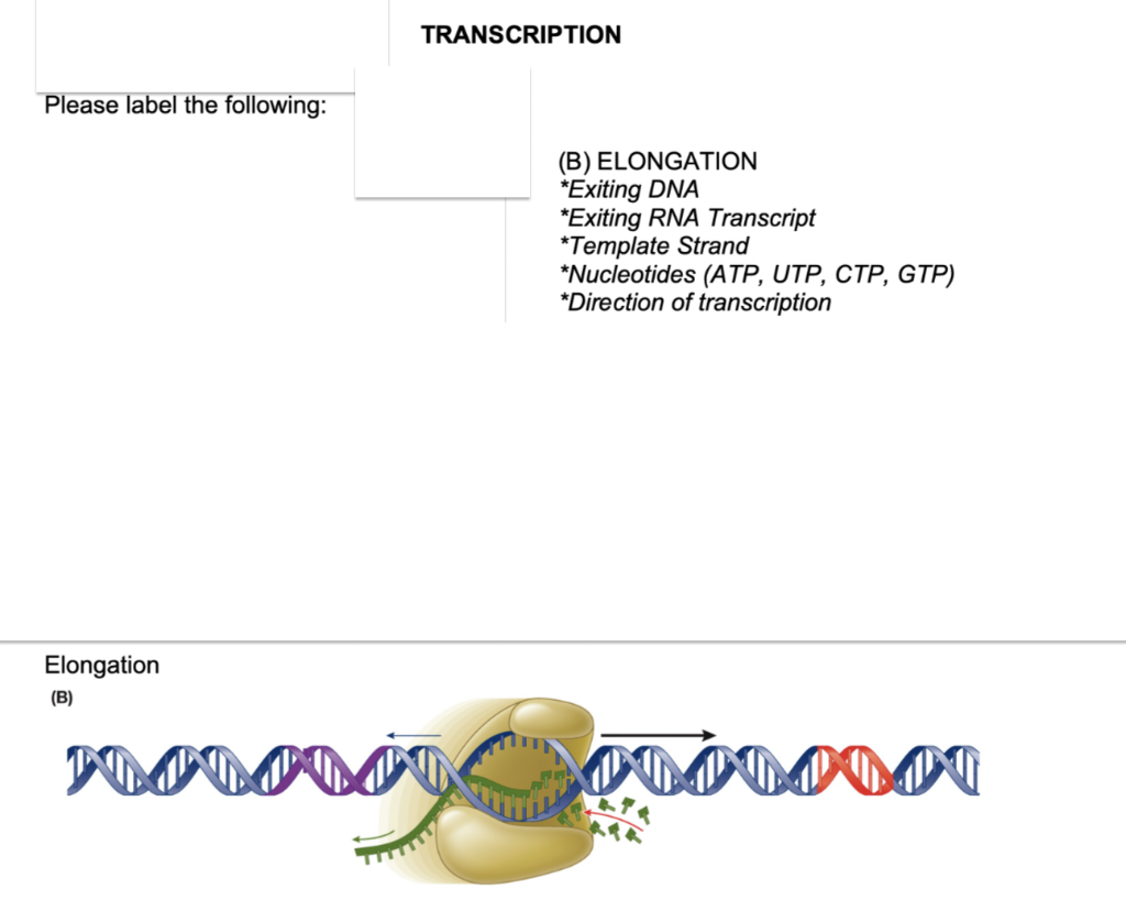 Solved Elongation (B) | Chegg.com