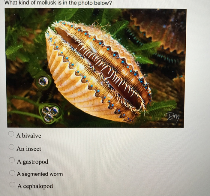 Solved What kind of mollusk is in the photo below? A bivalve | Chegg.com