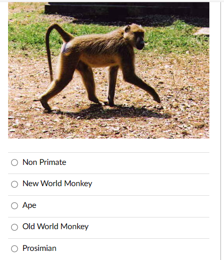 Solved What is the classification of this species? New World | Chegg.com