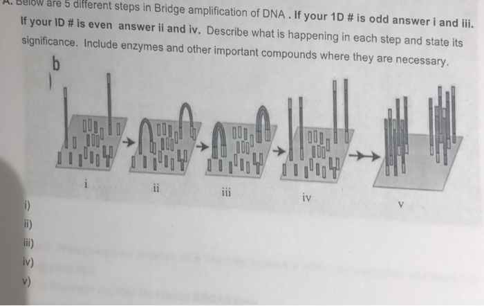 Solved Below are 5 different steps in Bridge amplification | Chegg.com