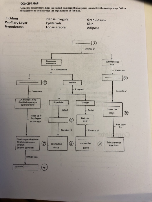 Solved CONCEPT MAP Using the terms below, fill in the | Chegg.com