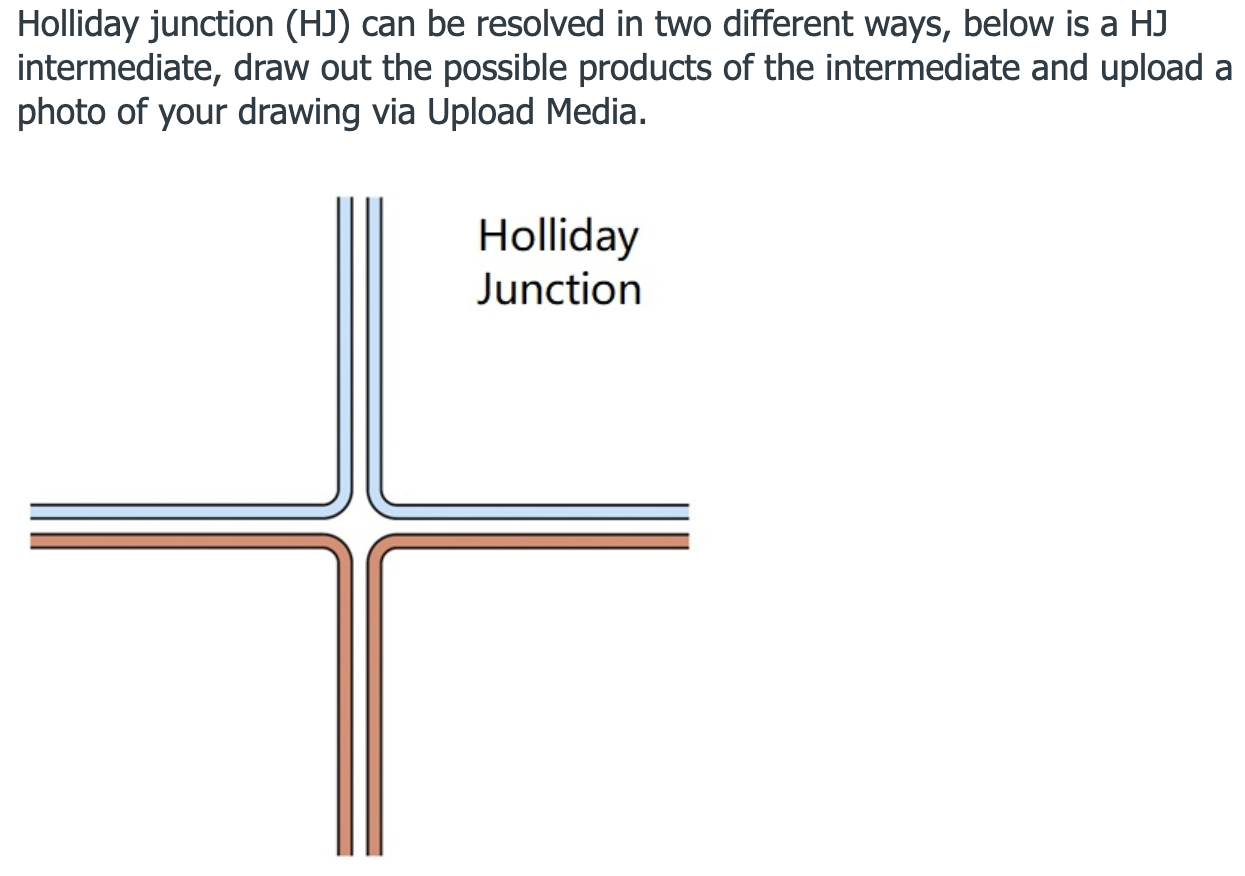 Solved Holliday junction (HJ) can be resolved in two | Chegg.com