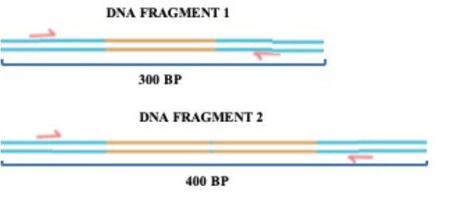 Solved You are running an experiment on DNA profiling. You | Chegg.com