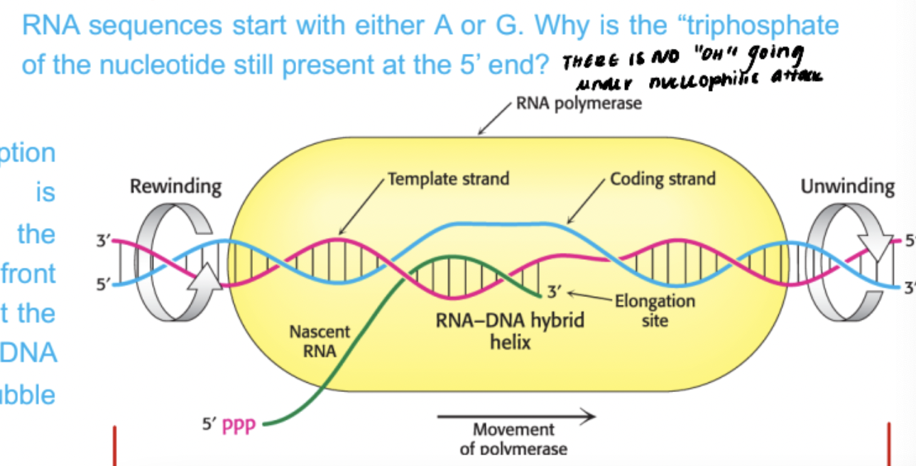 Solved RNA sequences start with either A or G. Why is the | Chegg.com