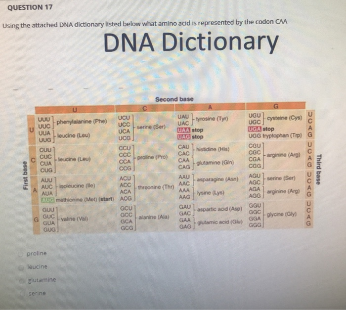 Solved QUESTION 17 Using the attached DNA dictionary listed | Chegg.com