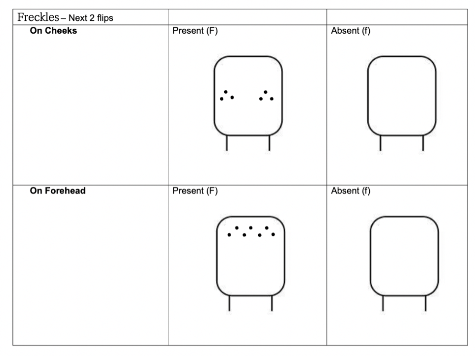Solved Lab Genetics Let's Make a Baby! Congratulations on | Chegg.com