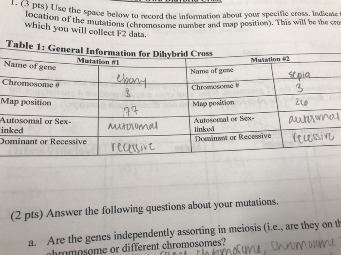 Use Drosophila notation to diagram the P1 cross. | Chegg.com