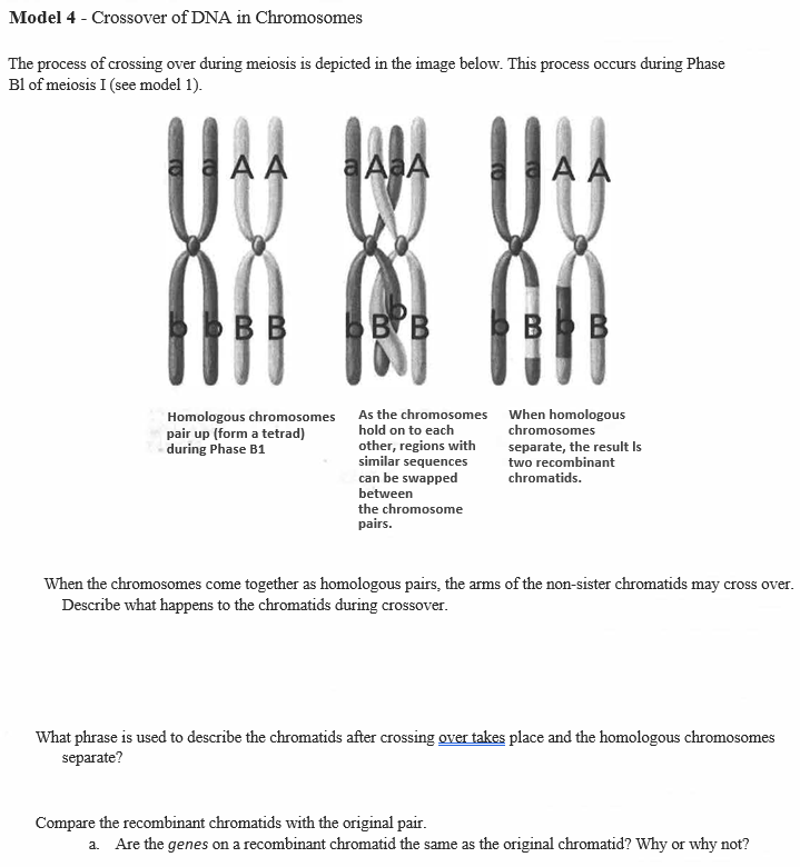 Solved Model 4 Crossover Of DNA In Chromosomes The Process Chegg