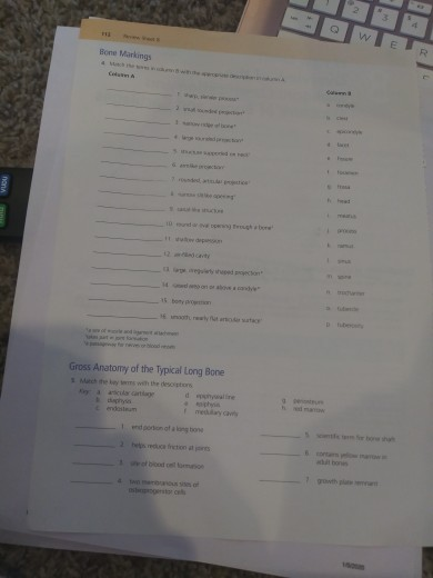 REVIEW SHEET Overview of the Skeleton: Classification | Chegg.com