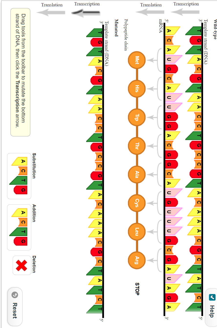 The adenine of the start codon is located at the +1 | Chegg.com