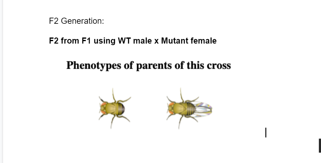 F2 Generation: F2 from F1 using WT male x Mutant | Chegg.com