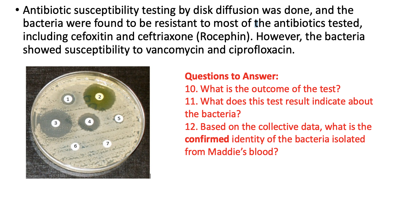 Solved • Antibiotic susceptibility testing by disk diffusion | Chegg.com