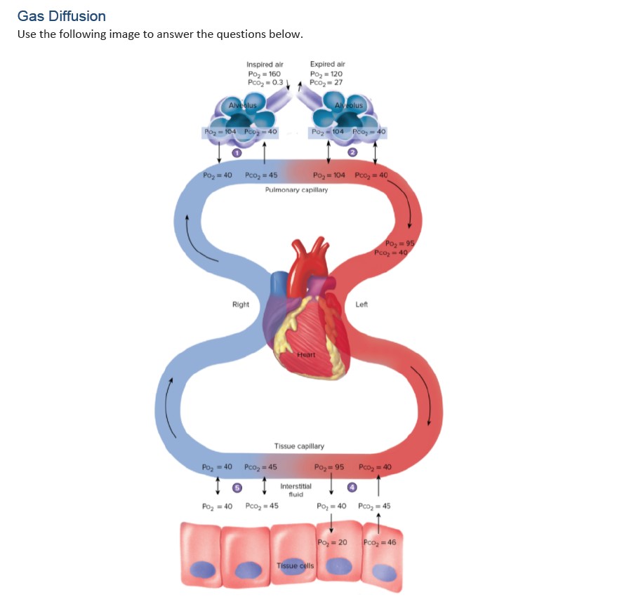 Solved 1. Why does oxygen diffuse from the alveoli into the | Chegg.com