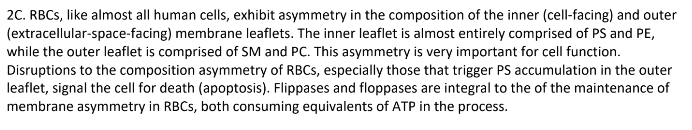 2C. RBCs, like almost all human cells, exhibit | Chegg.com