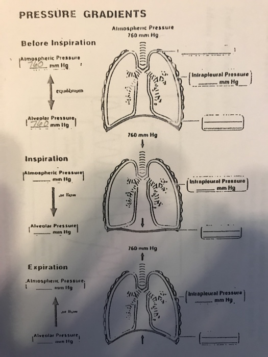 PRESSURE GRADIENTS RESPIRATORY VOLUMES 3,100 Belore | Chegg.com