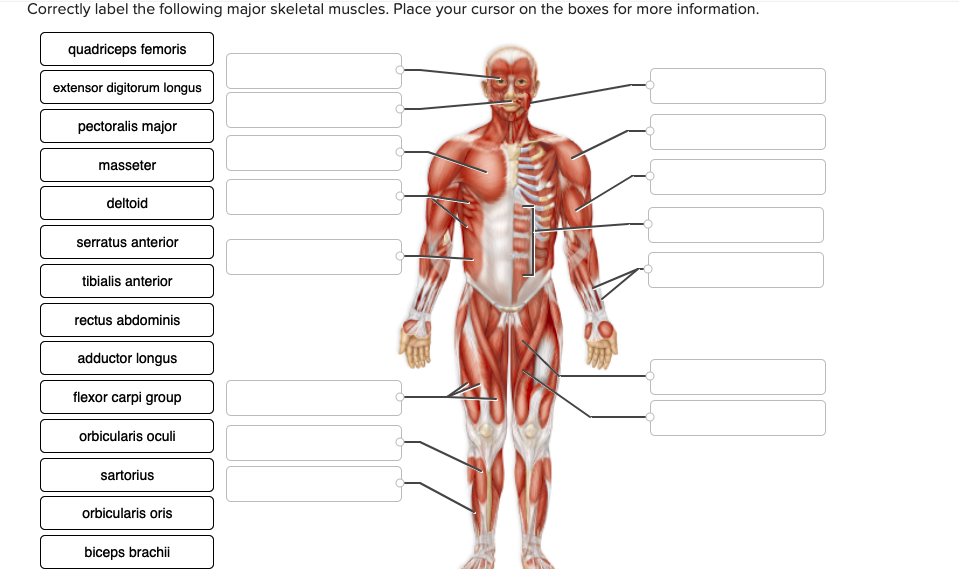Solved Correctly label the following major skeletal muscles. | Chegg.com
