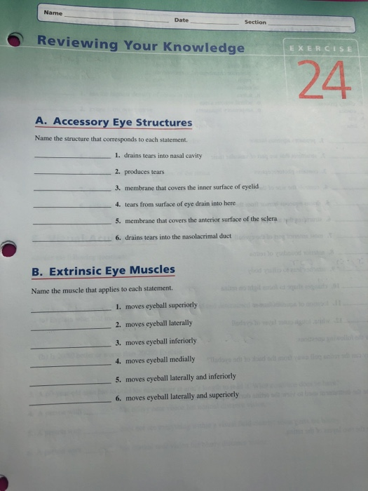 Solved Name Date Section Reviewing Your Knowledge EXERCISE | Chegg.com