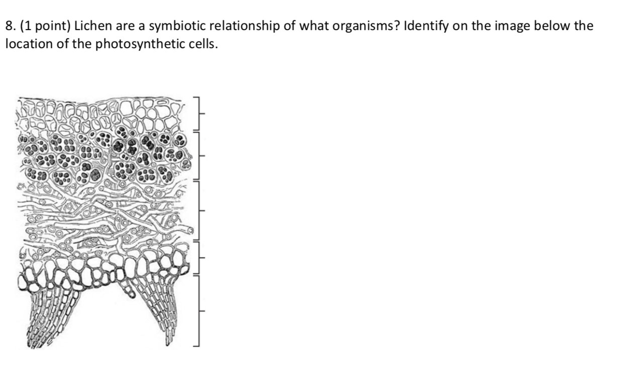 Solved 8. (1 point) Lichen are a symbiotic relationship of | Chegg.com