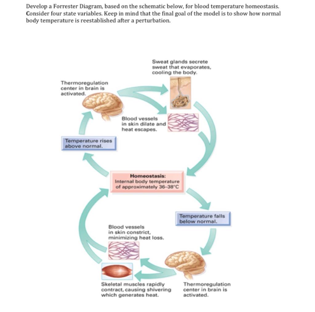 Homeostasis Diagram Temperature