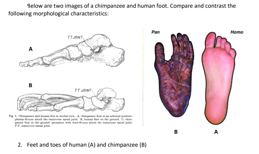 Solved Below are two images of a chimpanzee and human foot. | Chegg.com
