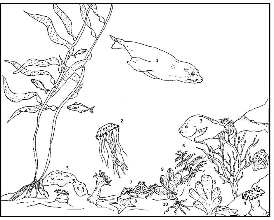 Solved .Observe the diagram below (also found in your lab | Chegg.com