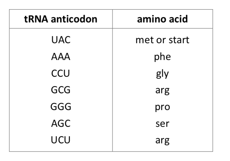 Solved 3’ TACCCTAGCGGGTCTGCG 5’ 1: Write out the letters | Chegg.com