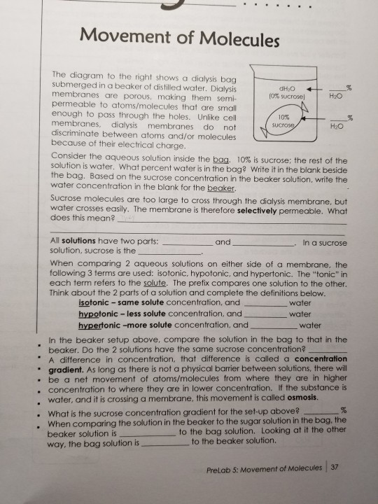 Solved Movement of Molecules The diagram to the right shows | Chegg.com