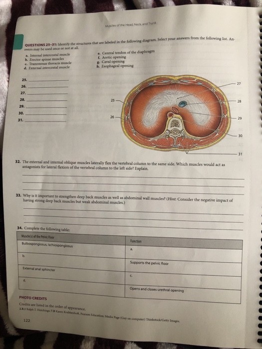 Solved Muscles of the Head, Neck, and Trunk Name Lab Section | Chegg.com