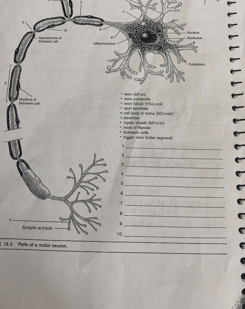 Solved 7 10 Nucleus Neurolemma of Schwann cel Nucleolus | Chegg.com