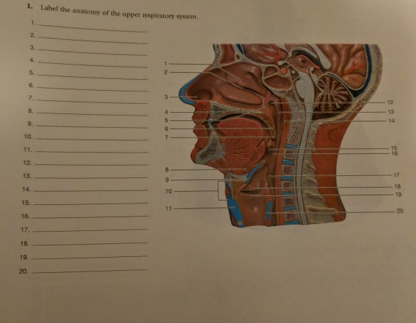 Solved 1. Label the anatomy of the upper respiratory system. | Chegg.com