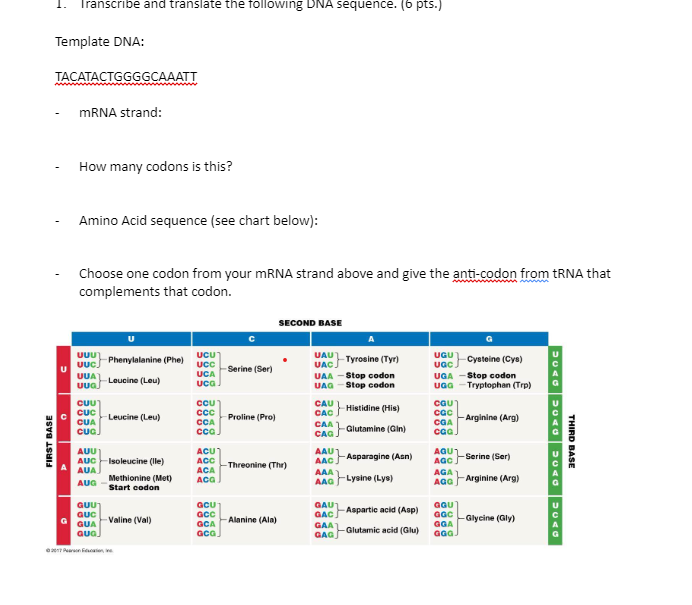Solved Describe how a sequence of nucleotides in DNA can | Chegg.com