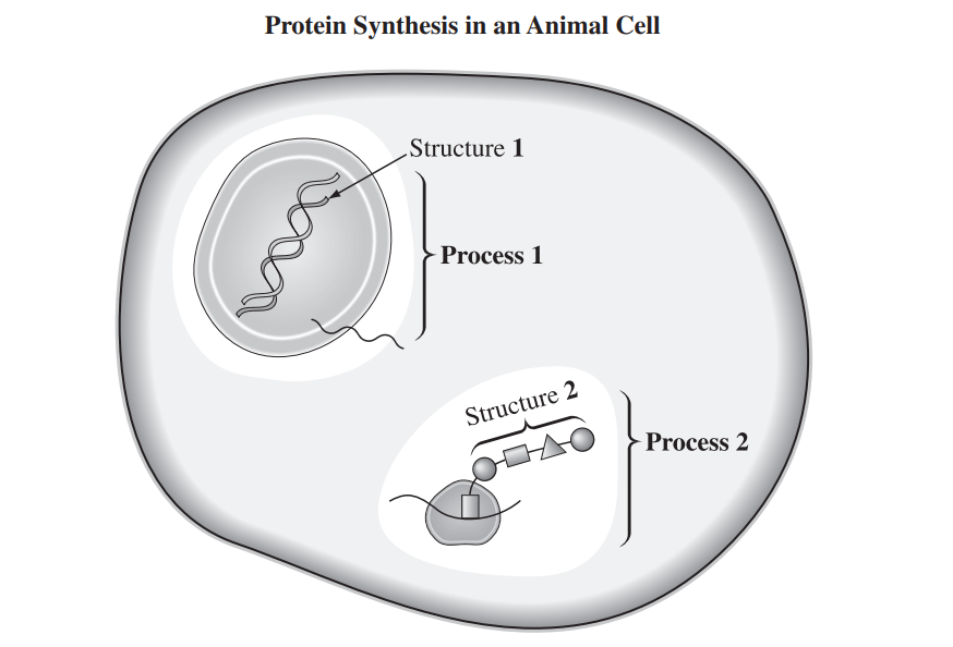 Solved Which of the following rows identifies the structures | Chegg.com