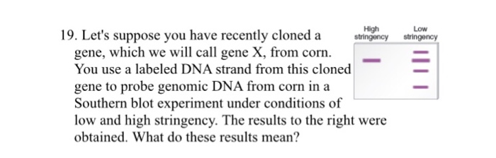 Solved High stringency Low 19. Let's suppose you have | Chegg.com