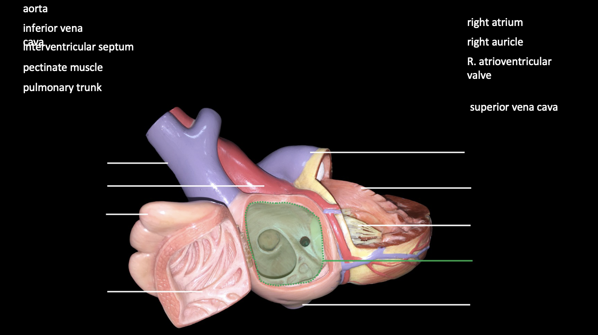 Solved Please label all the parts listed correctly | Chegg.com