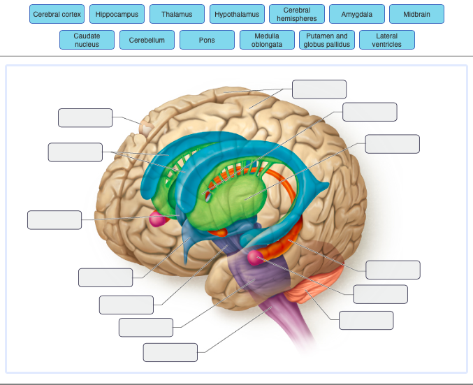 Solved Cerebral HypothalamuS hiheres Cerebral cortex | Chegg.com