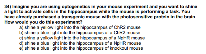 Solved 34) Imagine you are using optogenetics in your mouse | Chegg.com