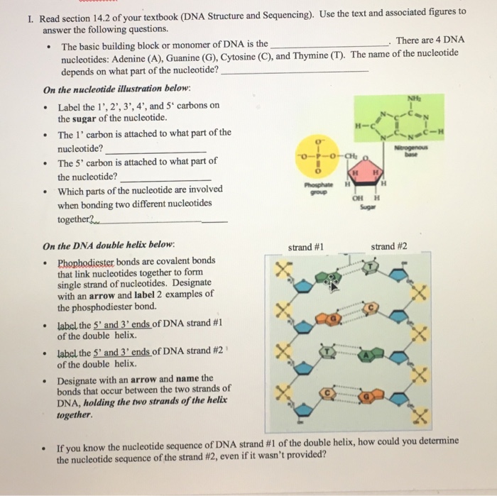 Solved I. Read section 14.2 of your textbook (DNA Structure | Chegg.com