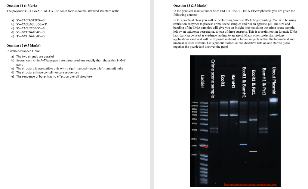 "EcoR1" and "BamH1" are enzymes which only cut DNA at | Chegg.com