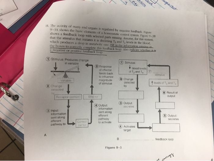 Solved 11. The activity of many end organs is regulated by | Chegg.com