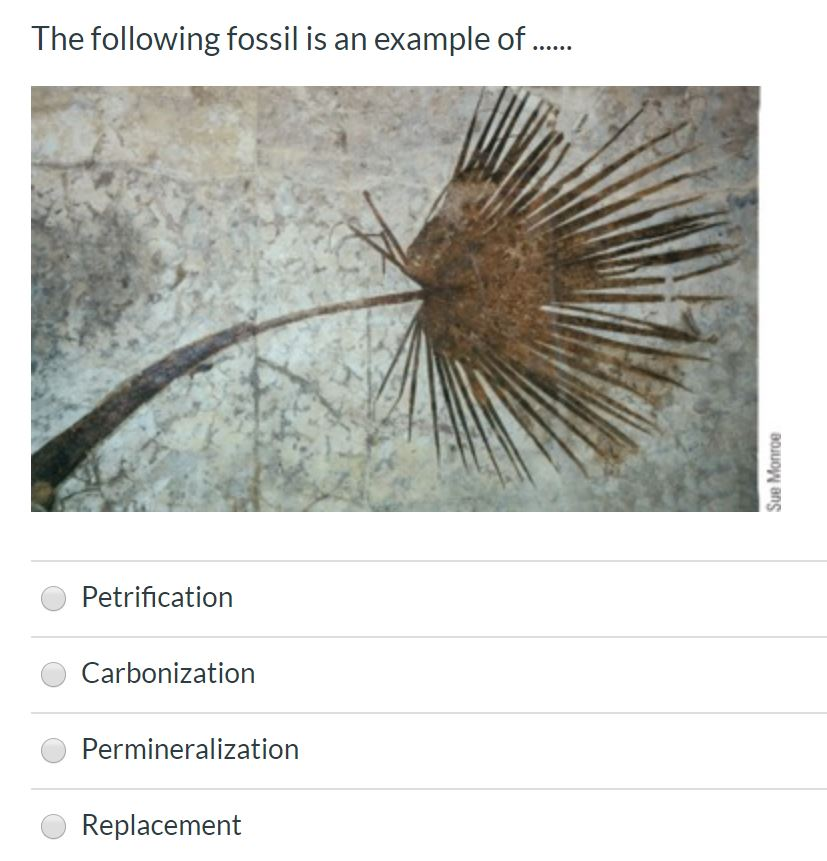 Solved The following fossil is an example of ...... Sue | Chegg.com