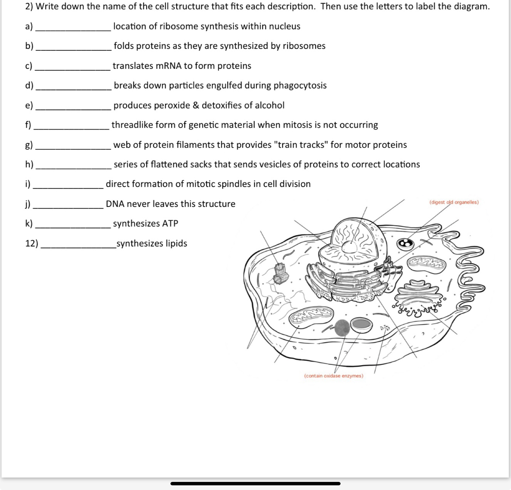 Solved Write down the name of the cell structure that fits | Chegg.com