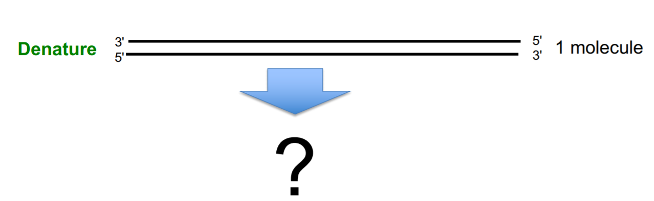 Solved Draw mode of DNA amplification until 3rd cycle. what | Chegg.com