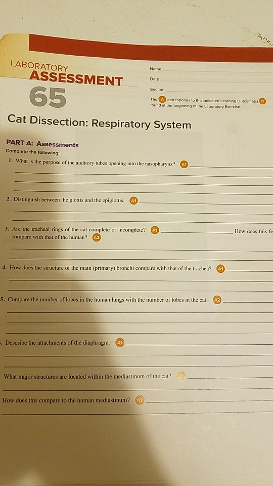 Glottis And Epiglottis Cat