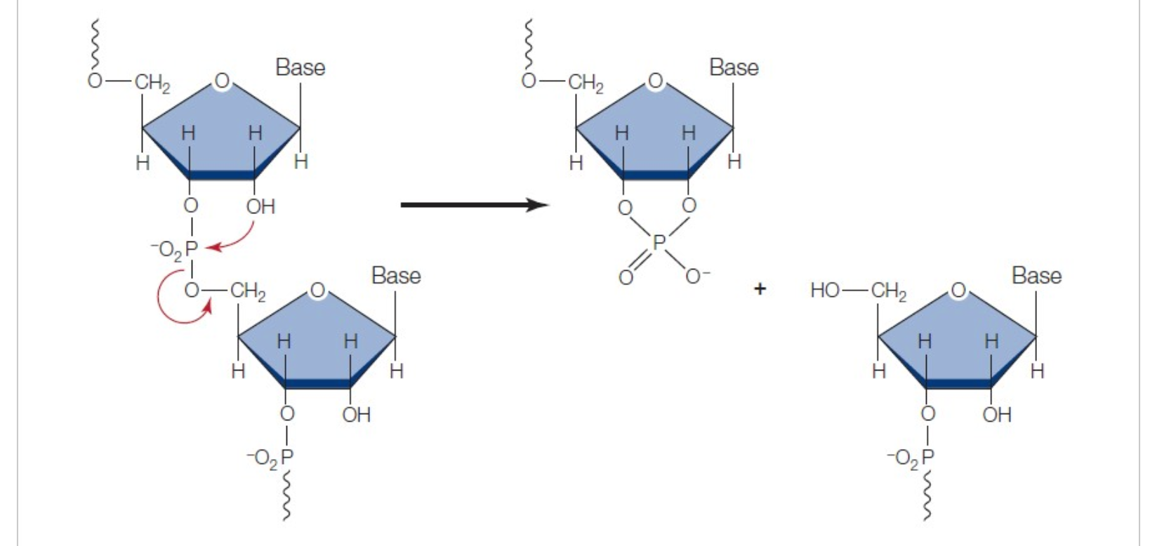 Solved Refer to the figure showing an RNA oligonucleotide | Chegg.com